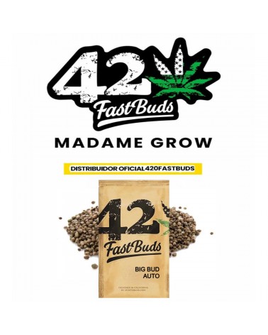 Original Big Bud Auto 420 Fast Buds - Alta Producción y Efecto Relajante